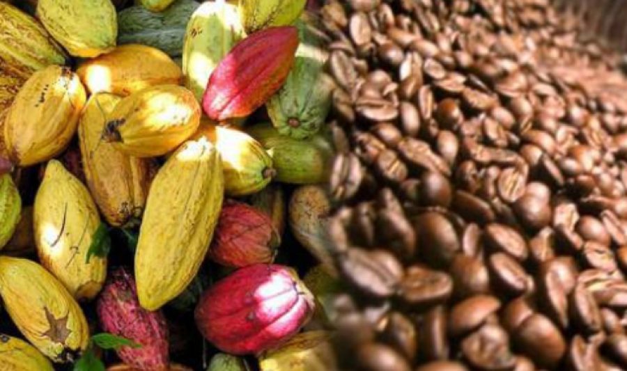 Filières cacao-café-coton-maïs: les objectifs de production pour 2020 ...
