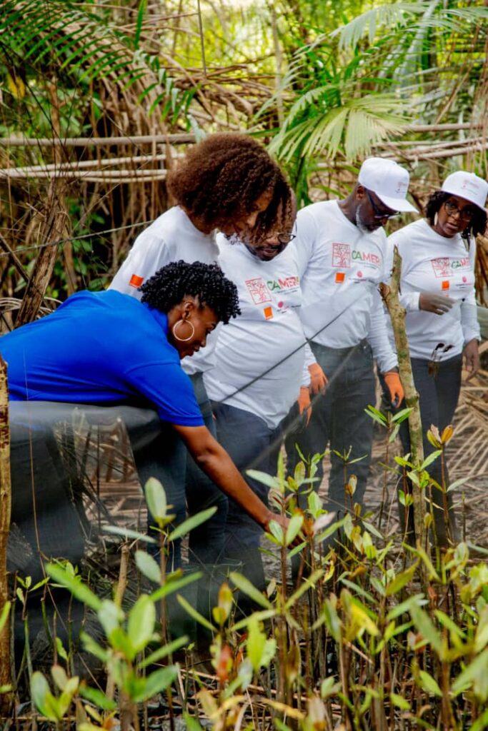 Cameroun: Orange veut reboiser 1000 hectares de mangrove - News du Cameroun
